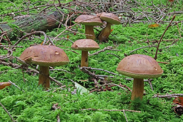 Rassemblement Champignon Forêt Sol - Photo gratuite sur Pixabay