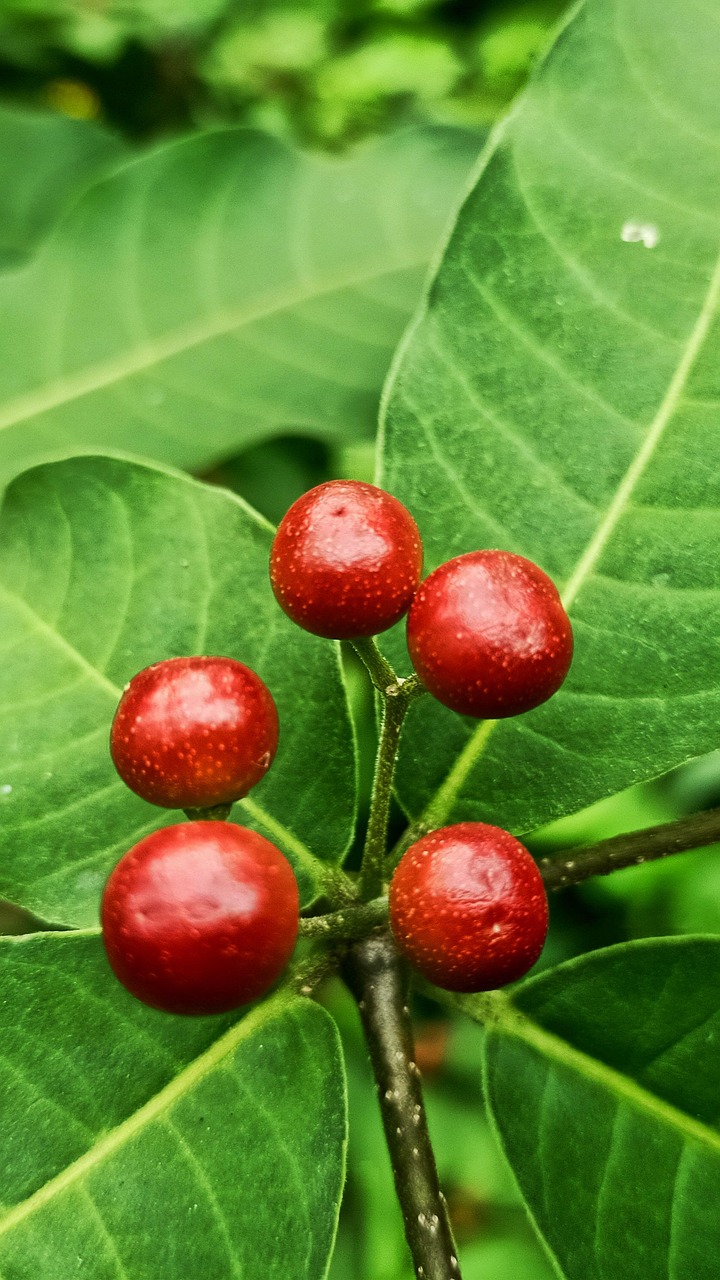 Red Berries Nature - Free photo on Pixabay
