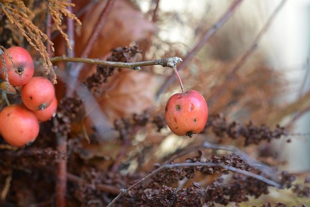 Automne Pomme L'Automne - Photo gratuite sur Pixabay - Pixabay