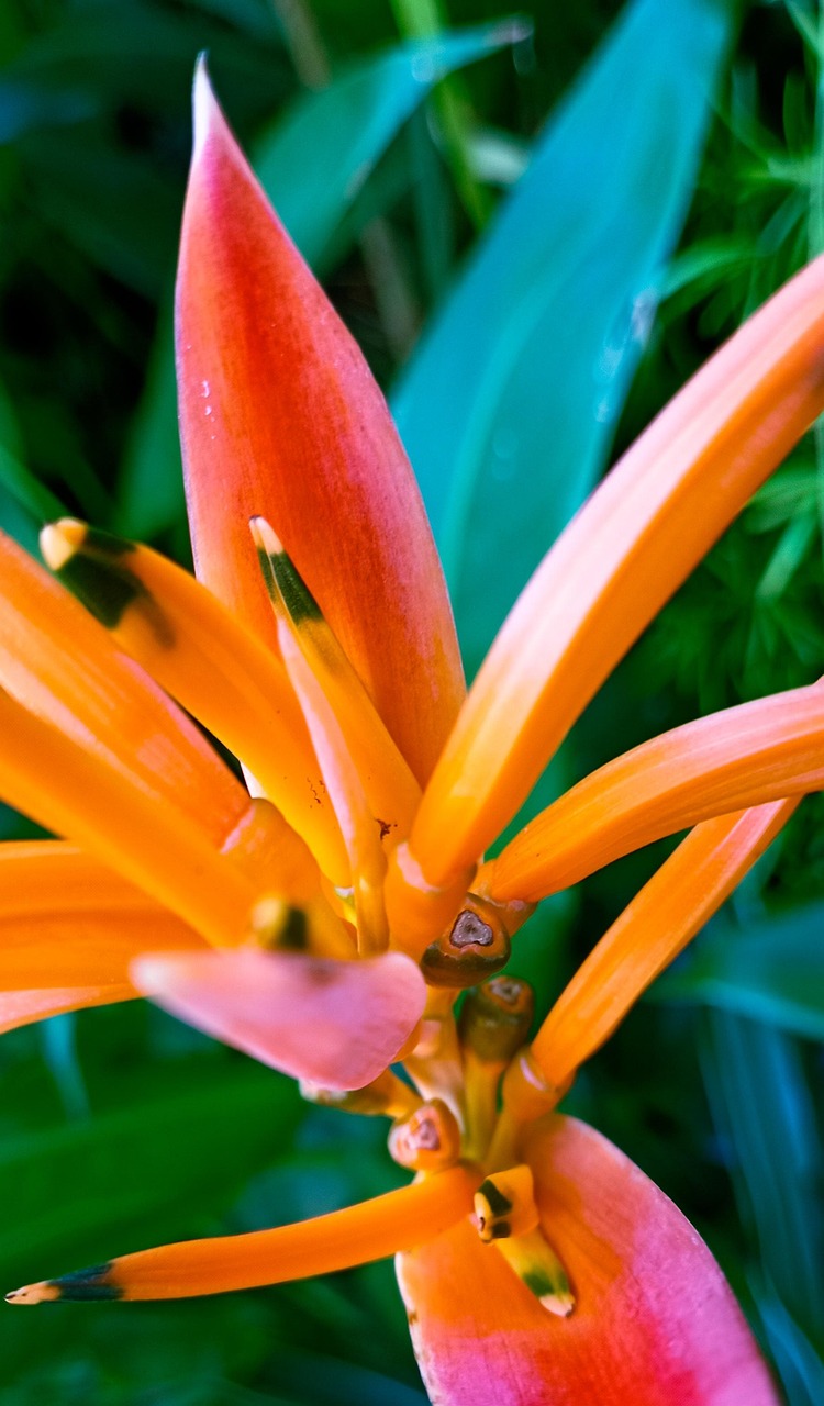 Parrot Heliconia Flower Plant - Free photo on Pixabay - Pixabay