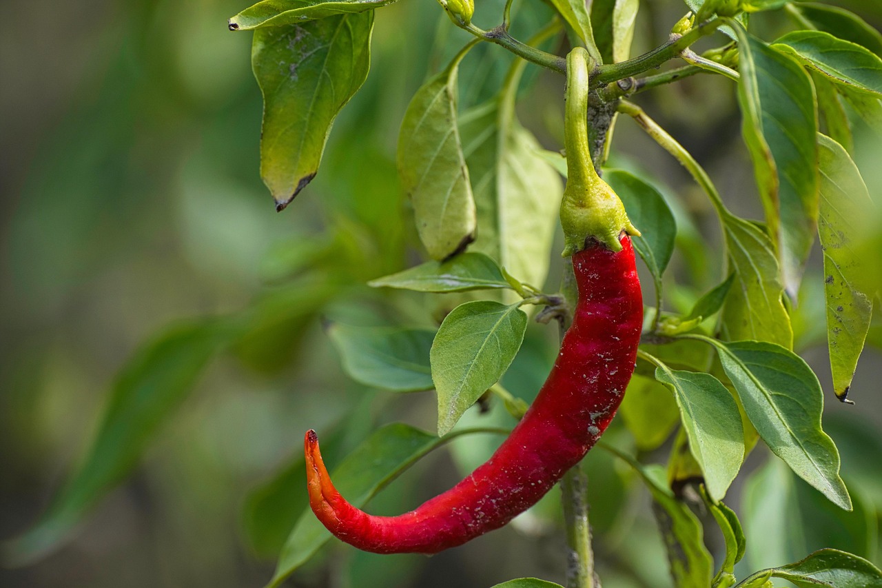 Más de 50 000 imágenes gratis de Orang Chili y Chili Pepper - Pixabay