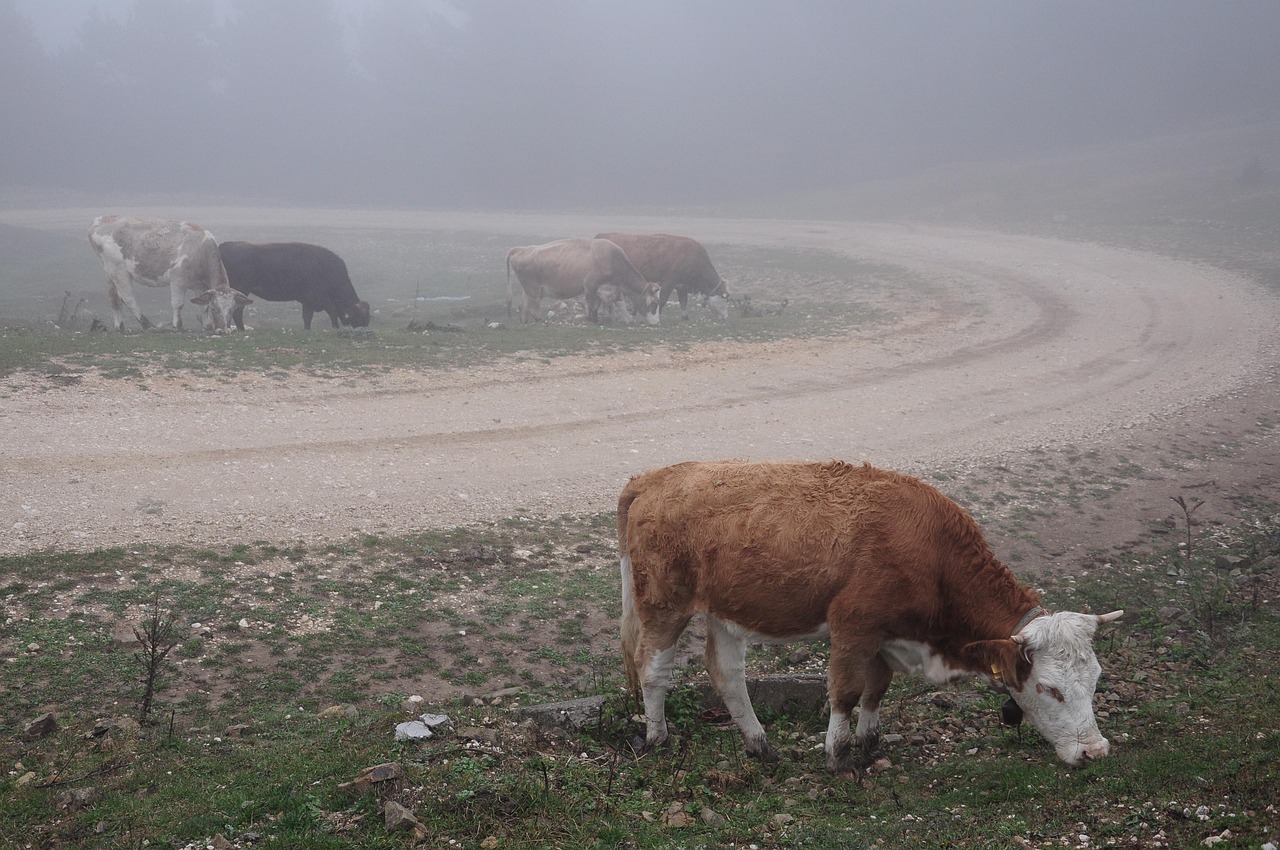 Vache Bovins Agriculture - Photo gratuite sur Pixabay - Pixabay