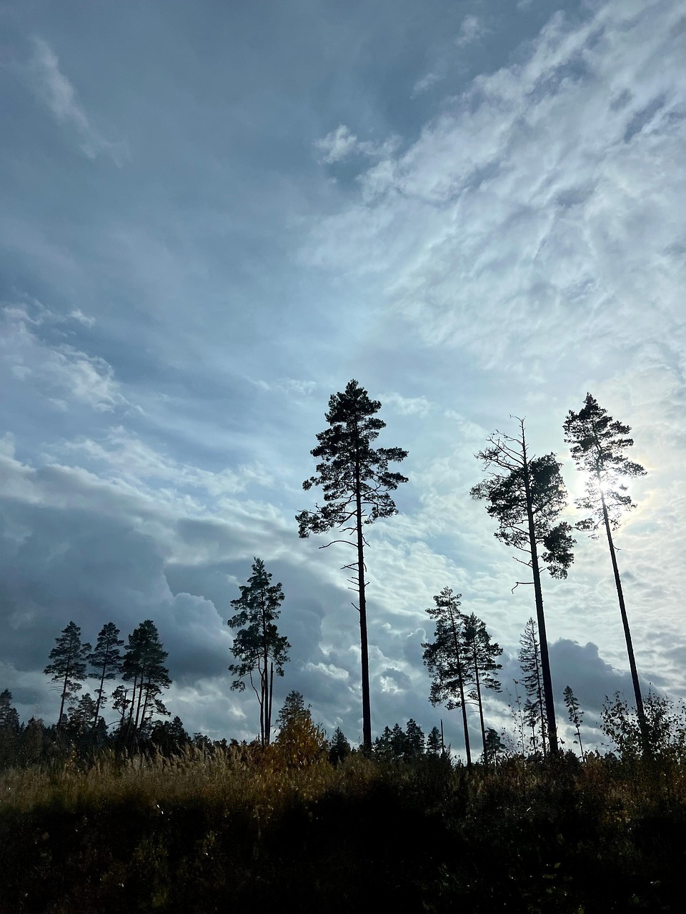 Paysage Arbres Ciel - Photo gratuite sur Pixabay - Pixabay