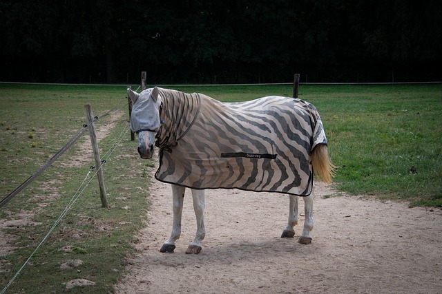 Kuda Peternakan Hewan Equidae - Foto gratis di Pixabay - Pixabay