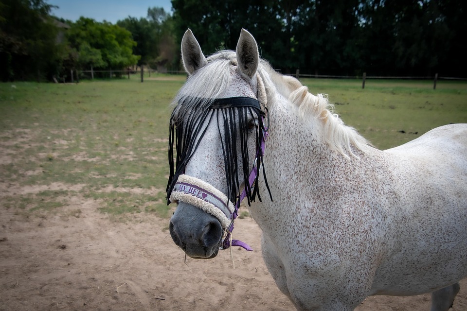 Horse Farm Animal Stallion - Free photo on Pixabay
