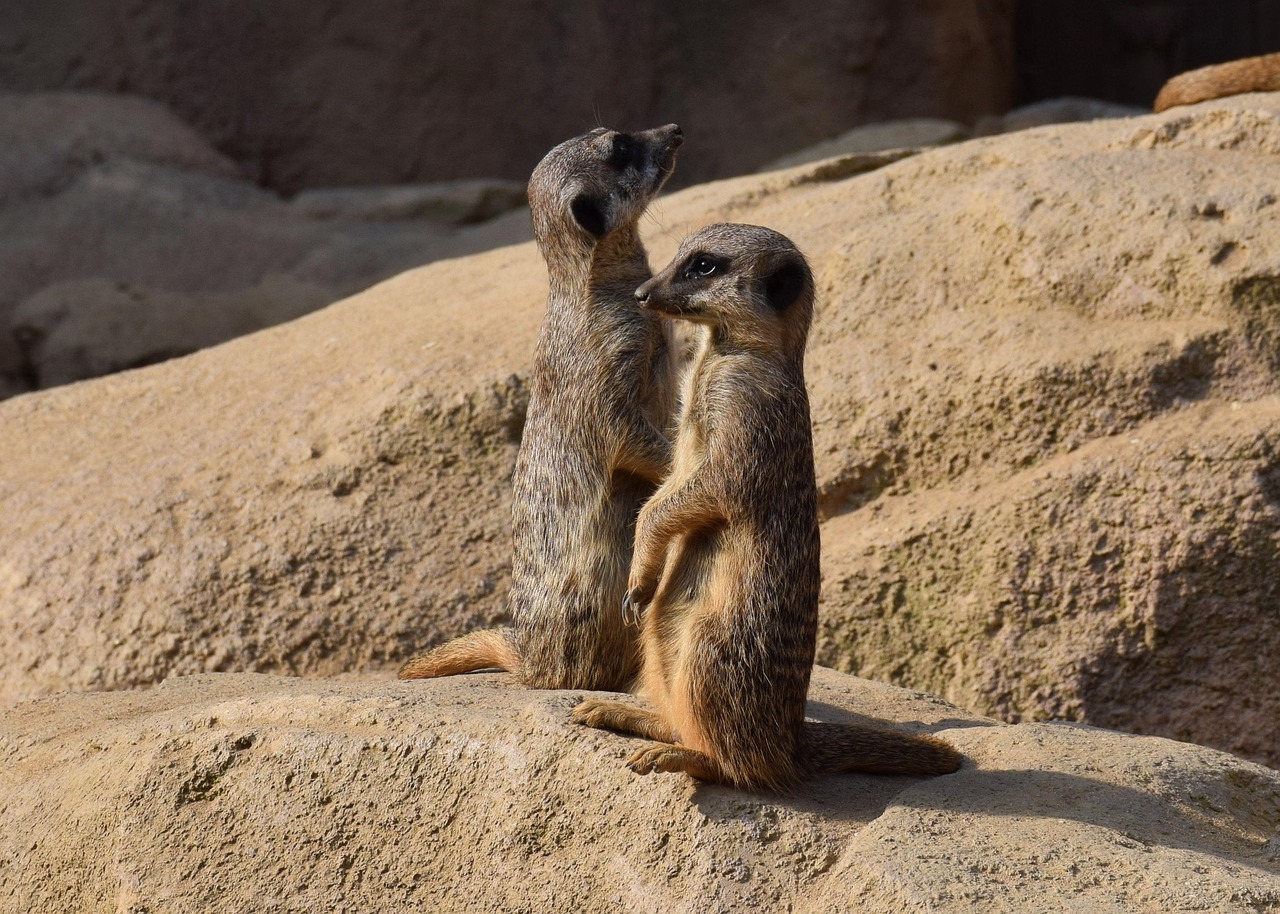 Suricatos Animais Mamíferos - Foto gratuita no Pixabay - Pixabay