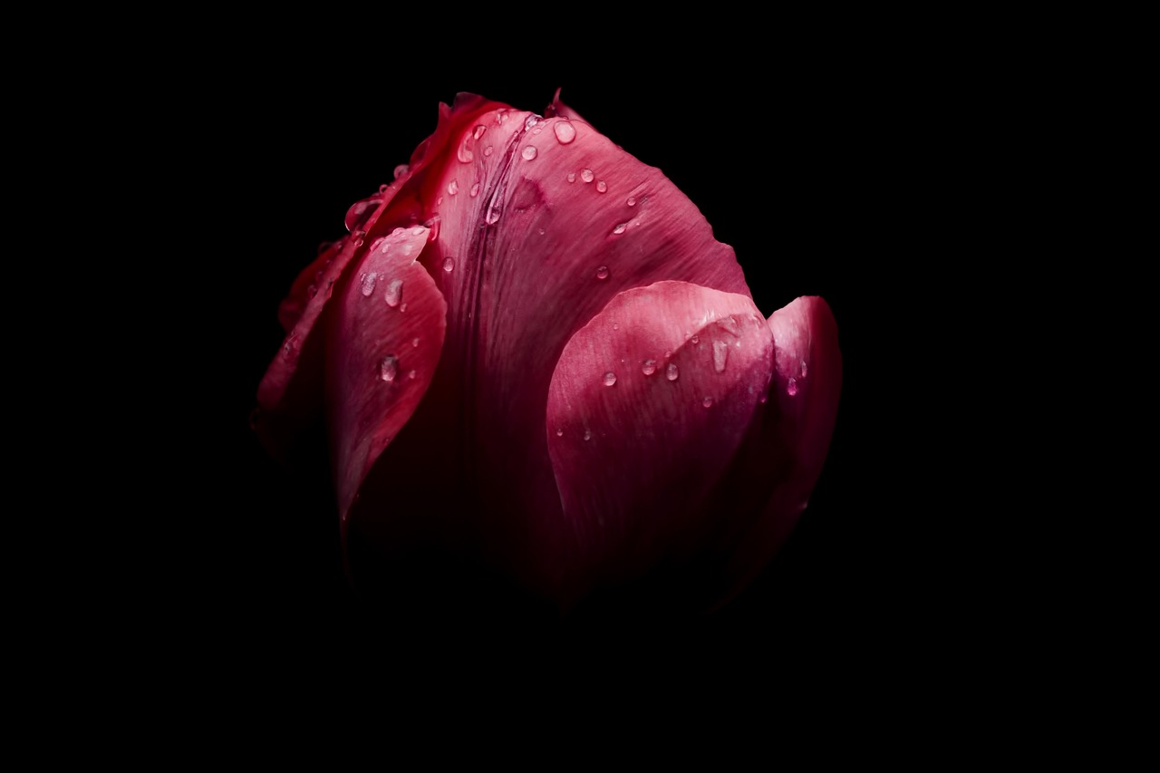 Flower Pitch Bud - Free photo on Pixabay