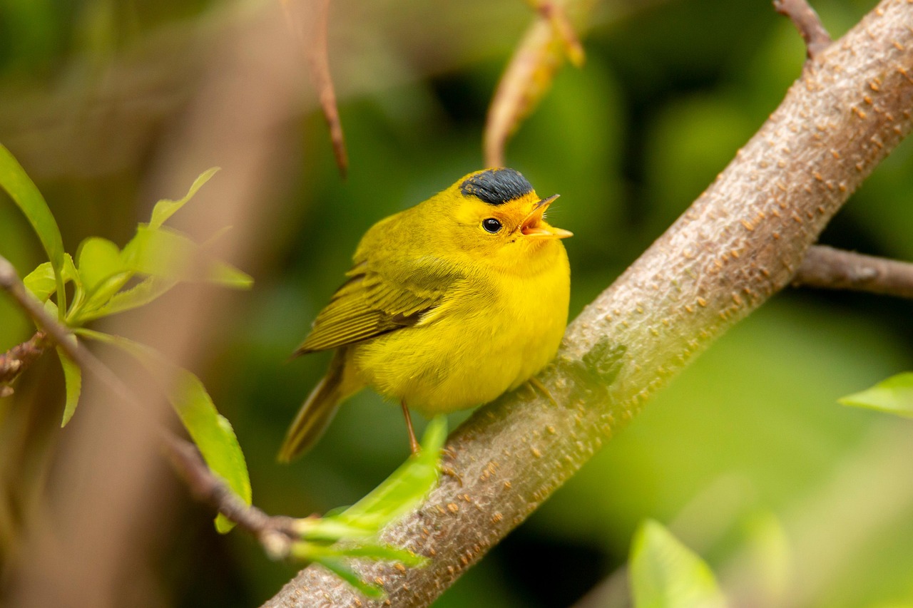 400+ Free Warbler & Nature Images - Pixabay