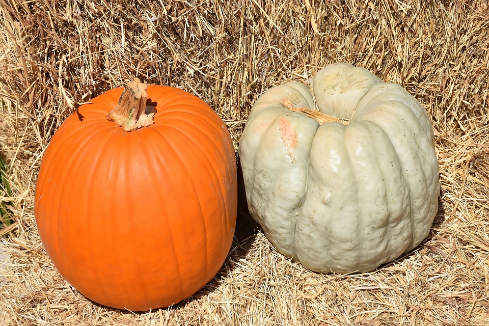Pumpkins Vegetables Harvest - Free photo on Pixabay