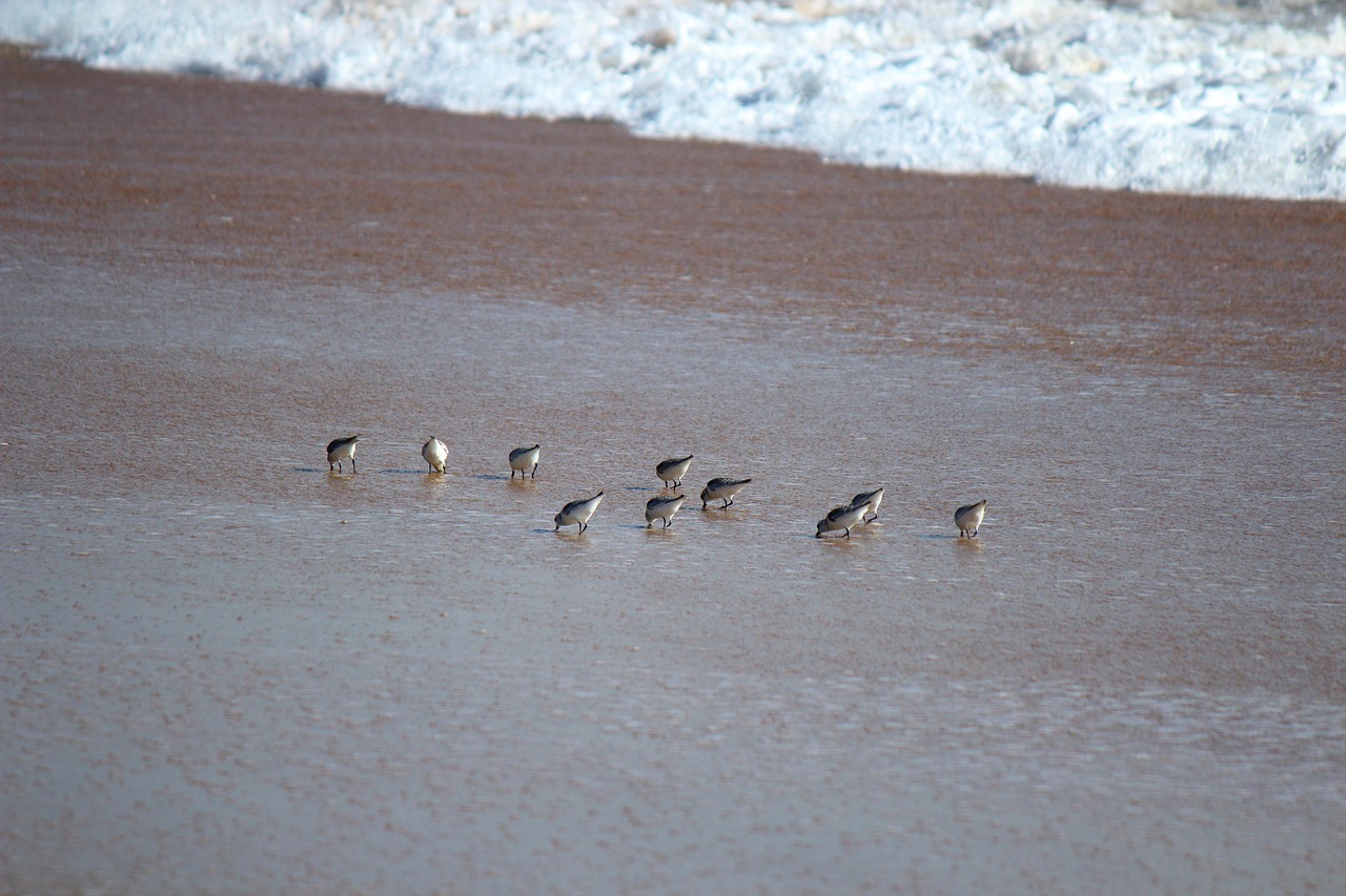 Birds Beach Coast - Free photo on Pixabay - Pixabay