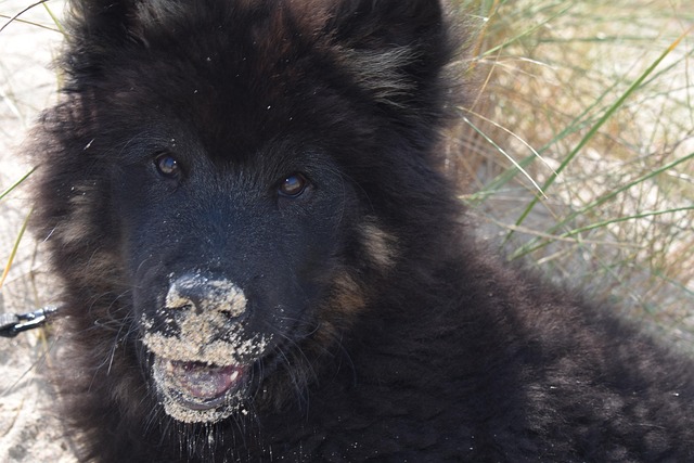 Timmy Eurasier Animal Perro - Foto gratis en Pixabay - Pixabay
