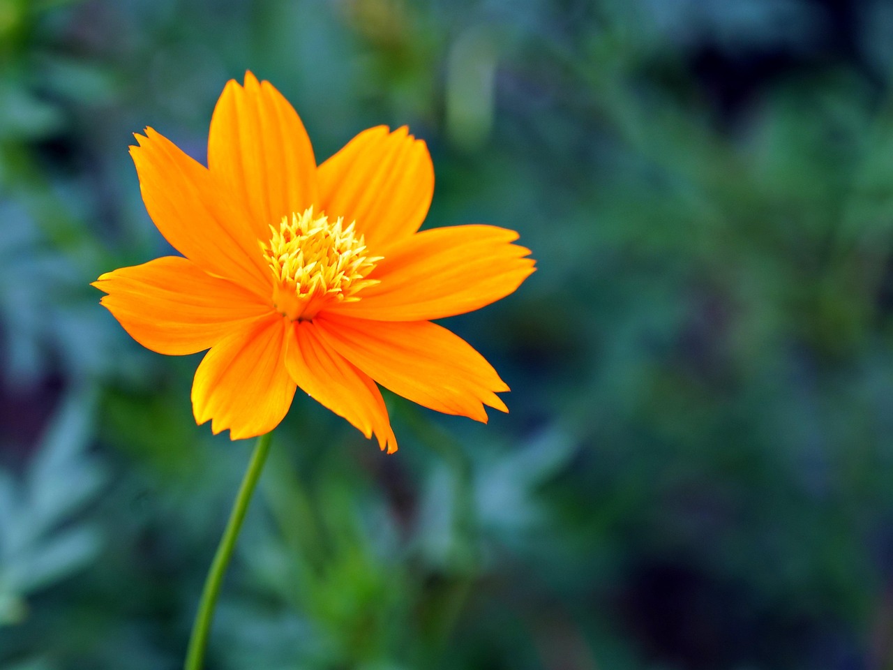 Cosmos Flor Planta - Foto gratis en Pixabay - Pixabay