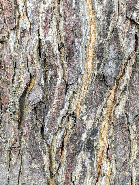 Wood Texture Natural - Free photo on Pixabay