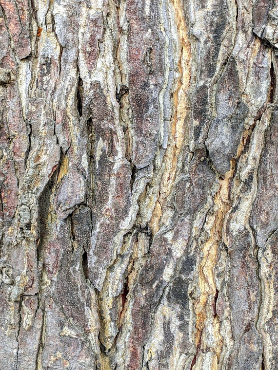 Wood Texture Natural - Free photo on Pixabay