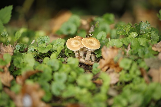 Green Fall Nature - Free photo on Pixabay