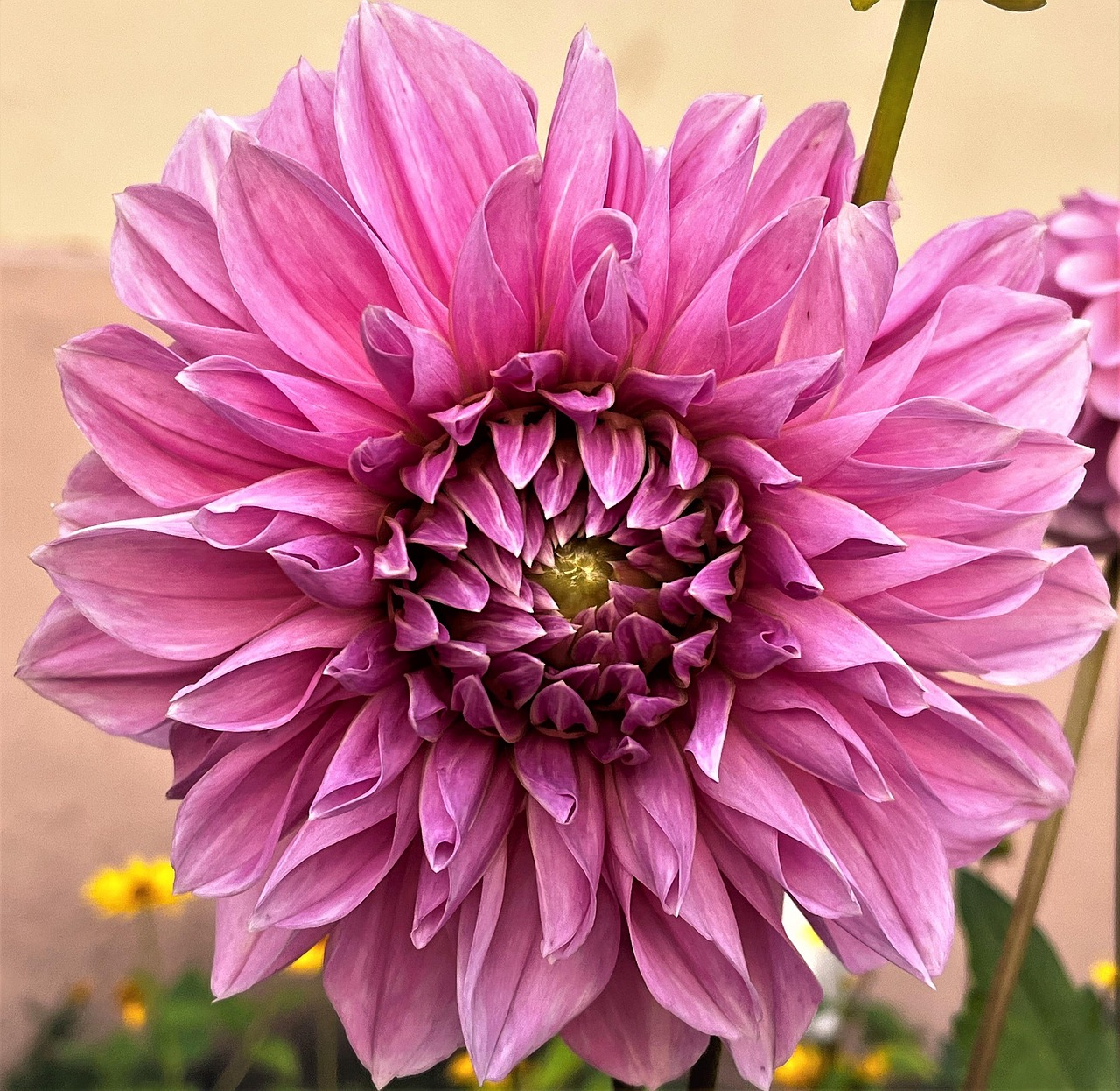 Blume Dahlie Rosa Pinke - Kostenloses Foto auf Pixabay - Pixabay