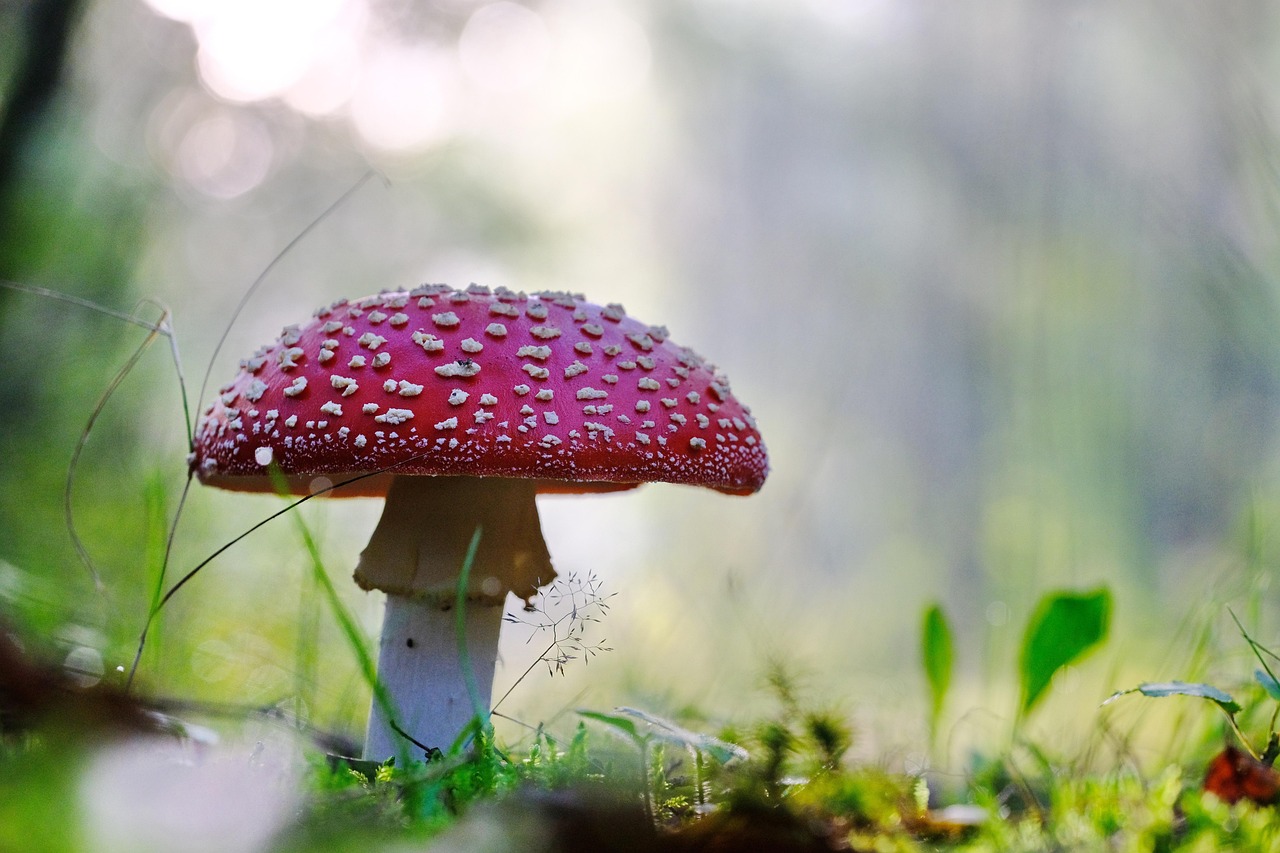 Champignon Amanite Mouche Nature - Photo gratuite sur Pixabay - Pixabay