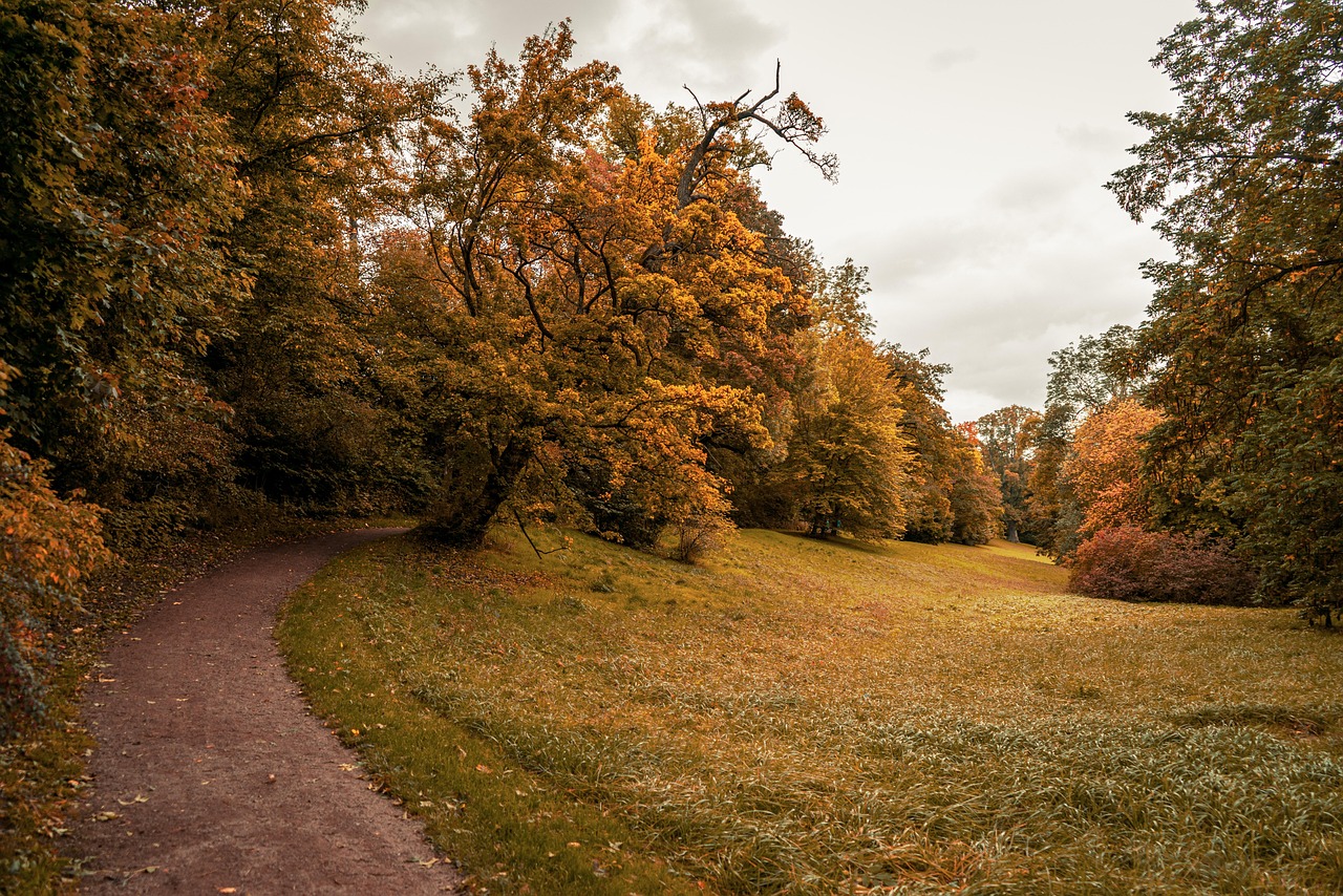 Park Glade Forest - Free photo on Pixabay - Pixabay