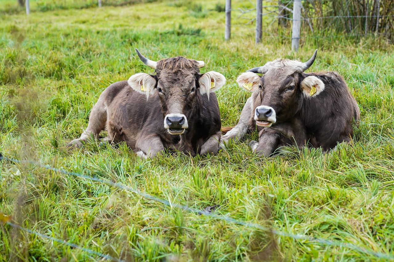 Vacas Gado Animais - Foto gratuita no Pixabay - Pixabay