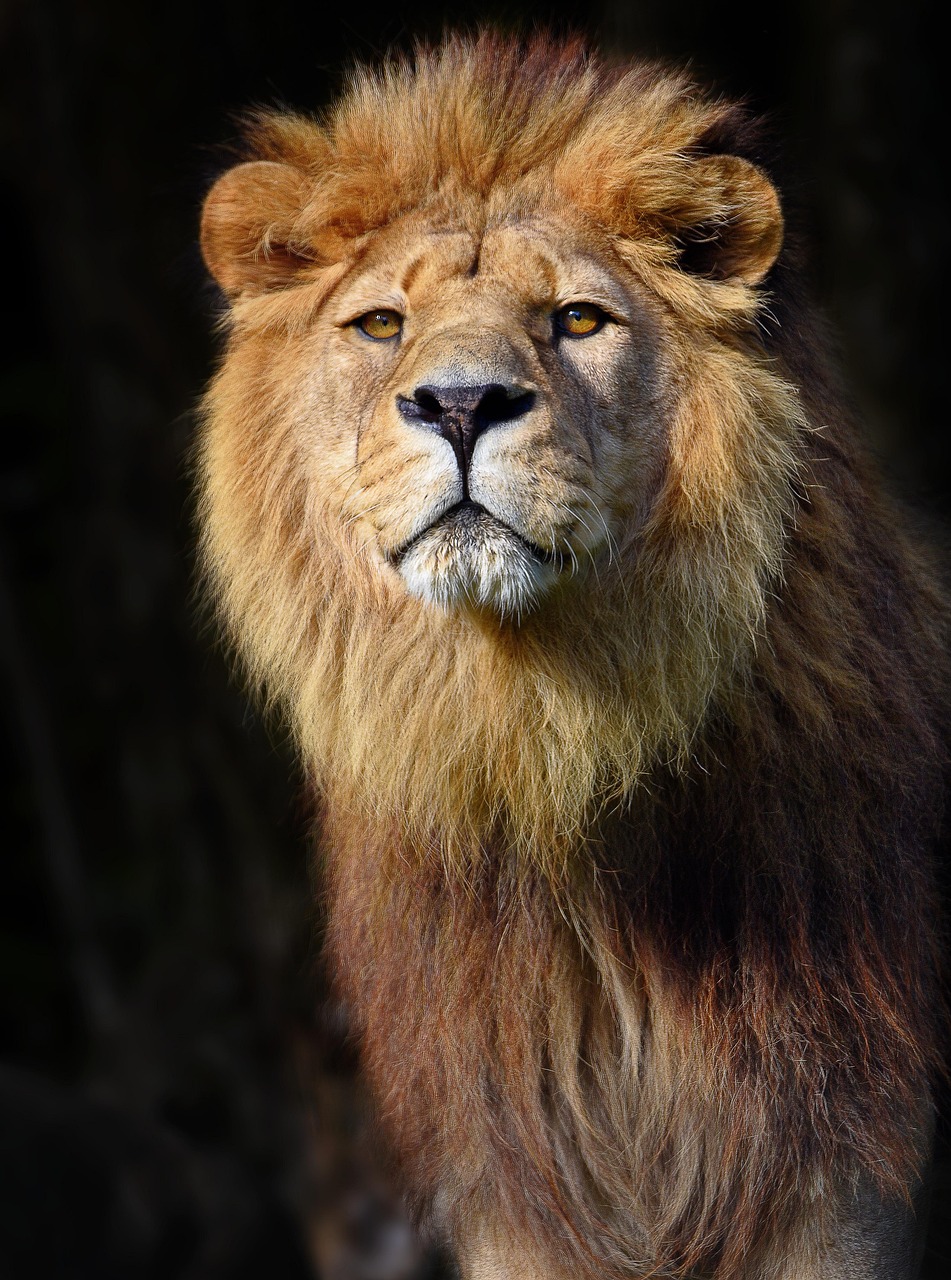 20,000+ Free Lion In The Wild & Lion Images - Pixabay