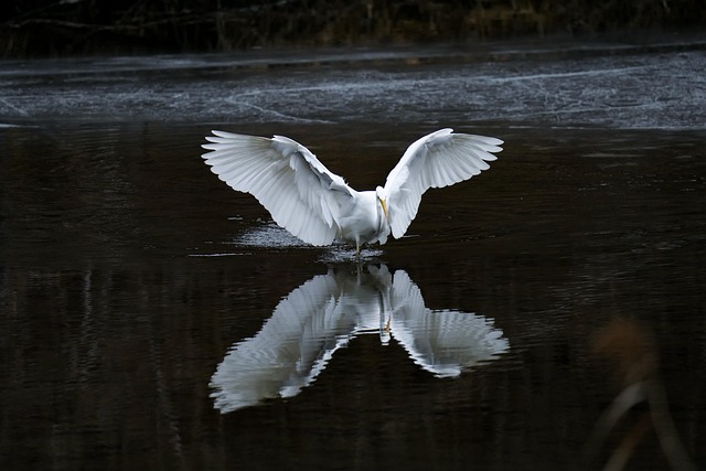 Great Egret Bird River - Free photo on Pixabay - Pixabay