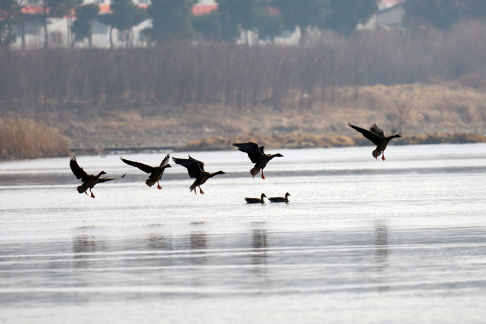 Pato Mallard Nuevo - Foto gratis en Pixabay - Pixabay