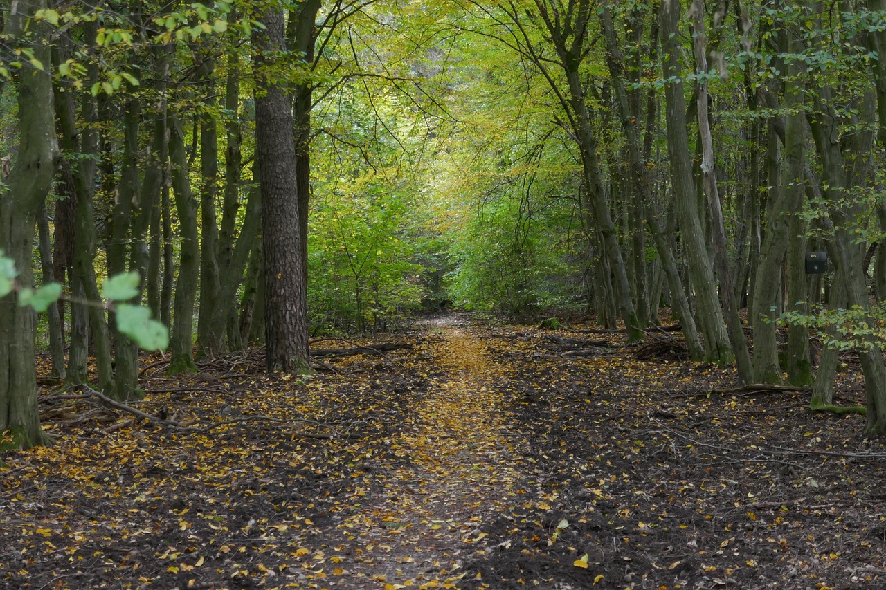 Trail Fall Trees - Free photo on Pixabay