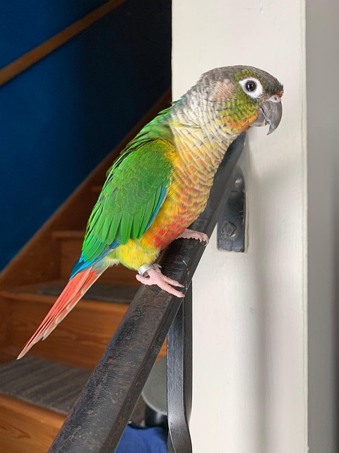 Green Cheek Bird Pet Parrot - Free photo on Pixabay