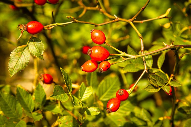 Wild Rose Hip Fall - Free photo on Pixabay - Pixabay