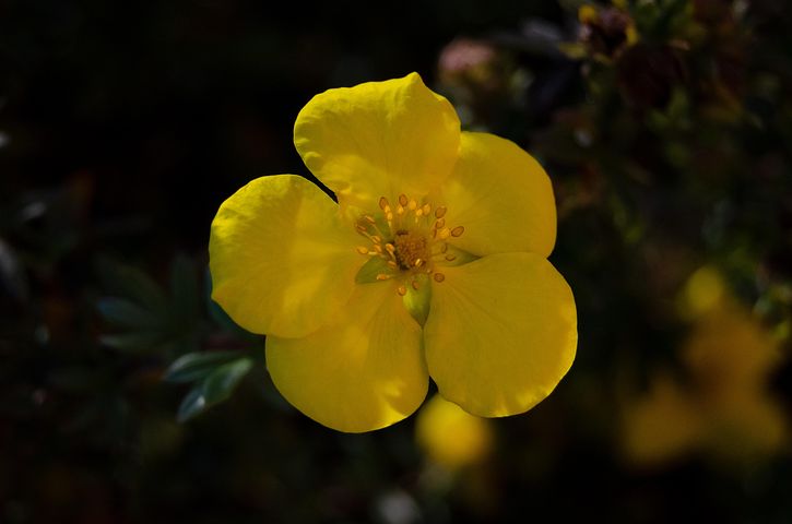 2+ Free Shrubby Cinquefoil & Plant Images - Pixabay