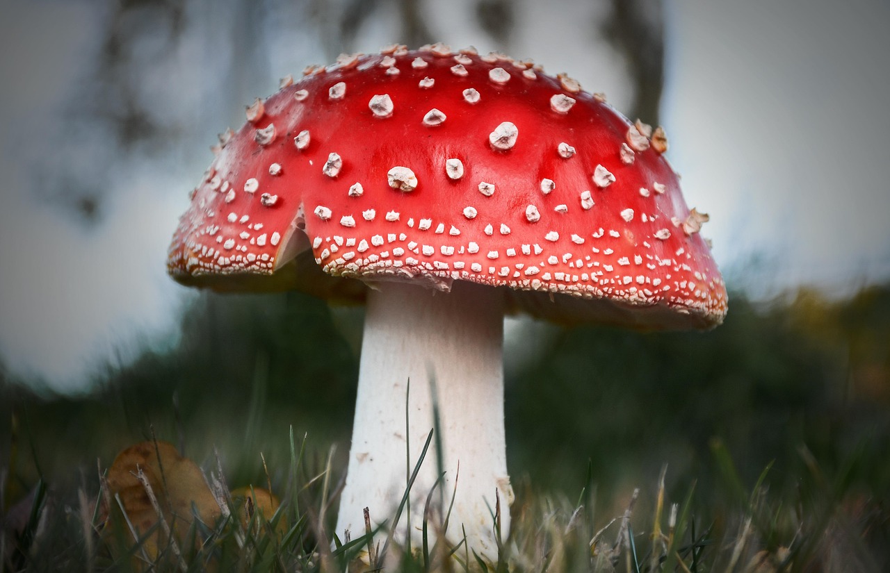 Champignon Amanite Mouche Nature - Photo gratuite sur Pixabay - Pixabay