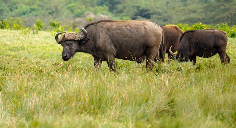 Water Buffalo Tanzania Nature - Free photo on Pixabay