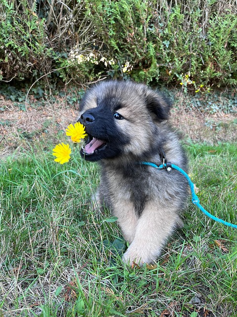 Eurasier Puppy Canine Dog Female - Free photo on Pixabay - Pixabay