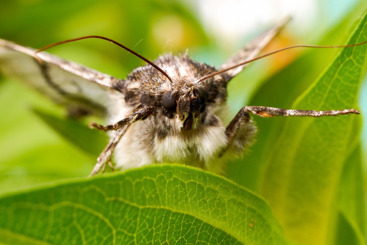 Butterfly Hawk Macro - Free photo on Pixabay - Pixabay