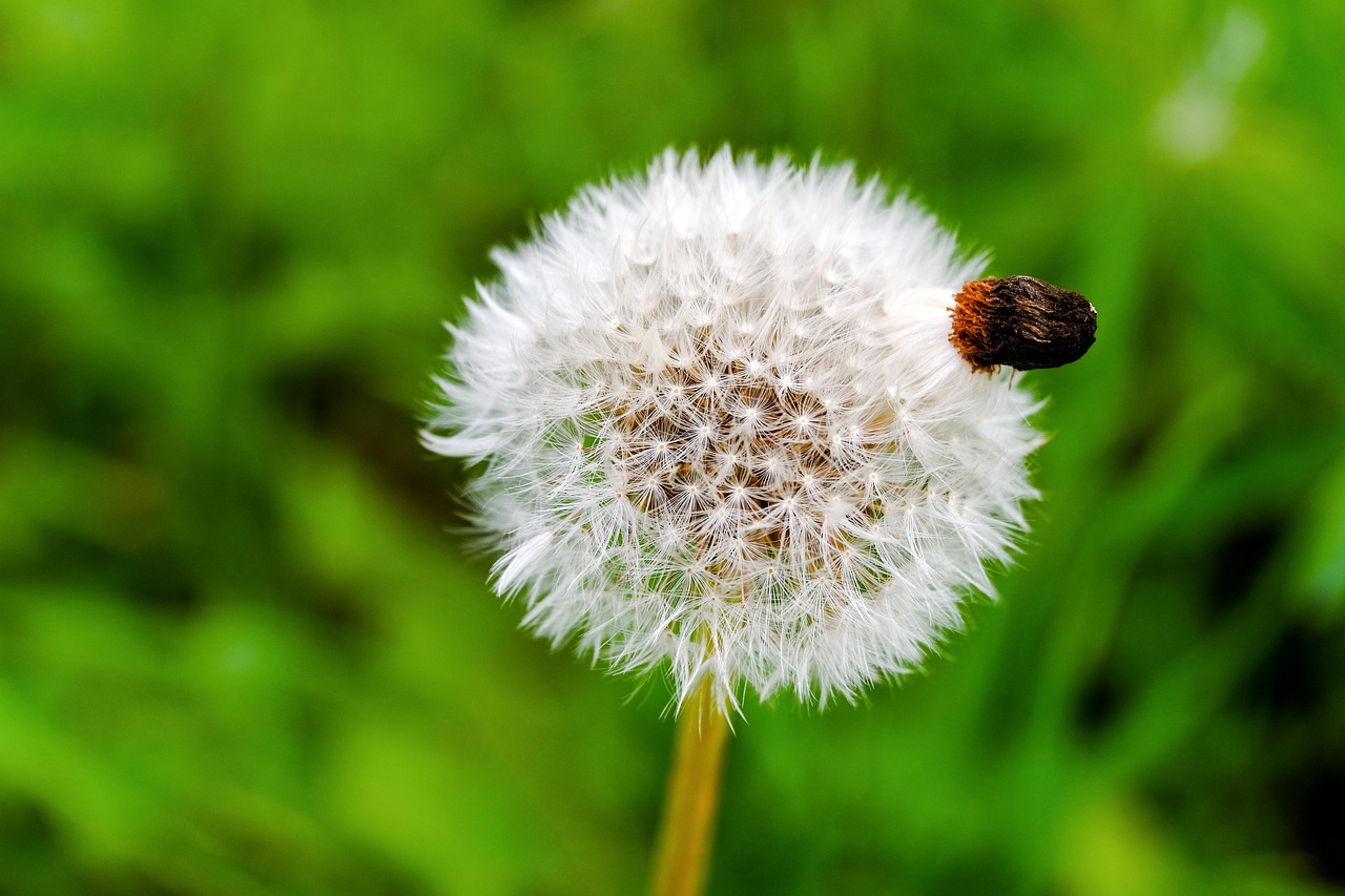 Dandelion Flower Nature - Free photo on Pixabay - Pixabay