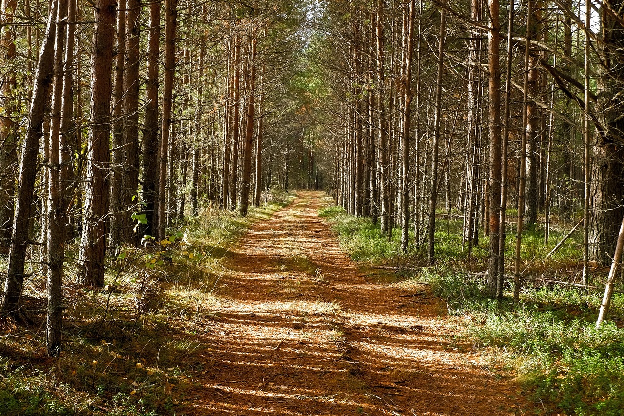 Bosque Carretera Árboles - Foto gratis en Pixabay - Pixabay