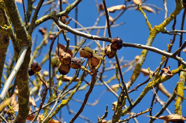 Italian Nuts Tree Nature - Free photo on Pixabay - Pixabay