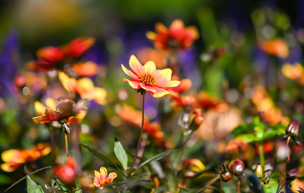 Flores Natureza Jardim - Foto gratuita no Pixabay - Pixabay