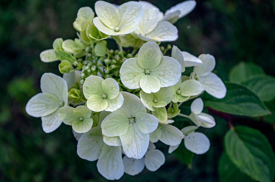 Hydrangea Bunga Kelopak - Foto gratis di Pixabay