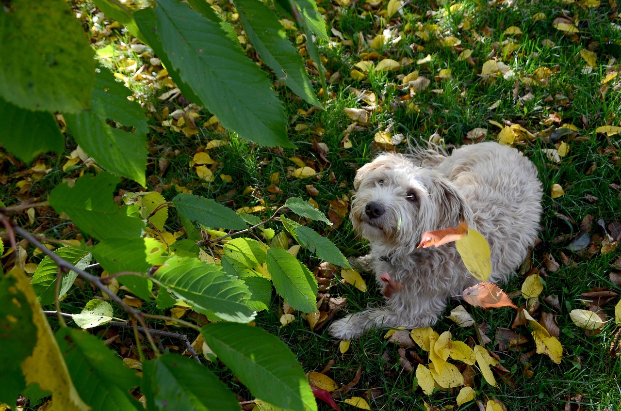 Dog Autumn Nature - Free photo on Pixabay - Pixabay