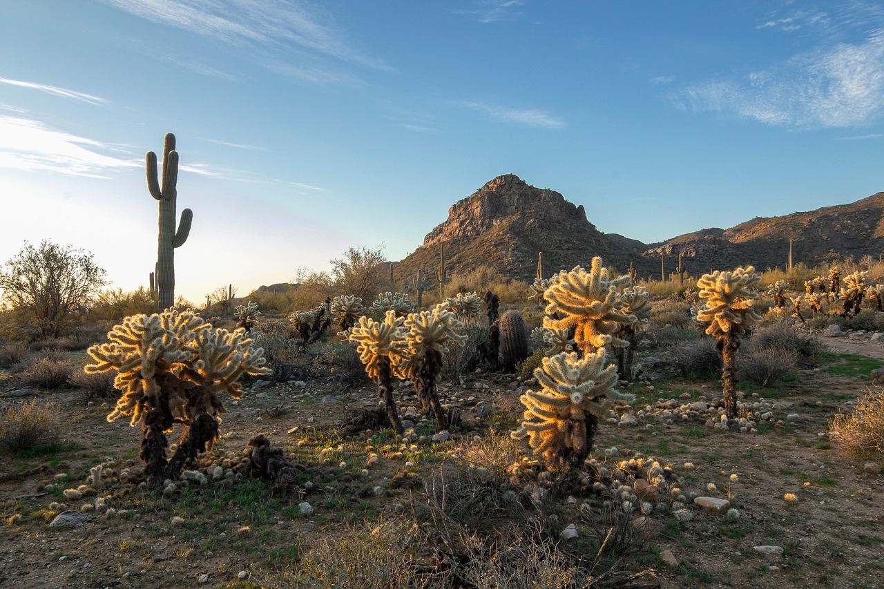 Sonora-Wüste Wüste Arizona - Kostenloses Foto auf Pixabay - Pixabay
