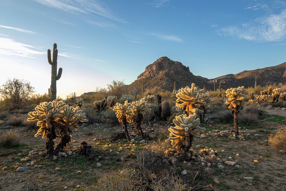 Sonoran Desert Arizona - Free photo on Pixabay