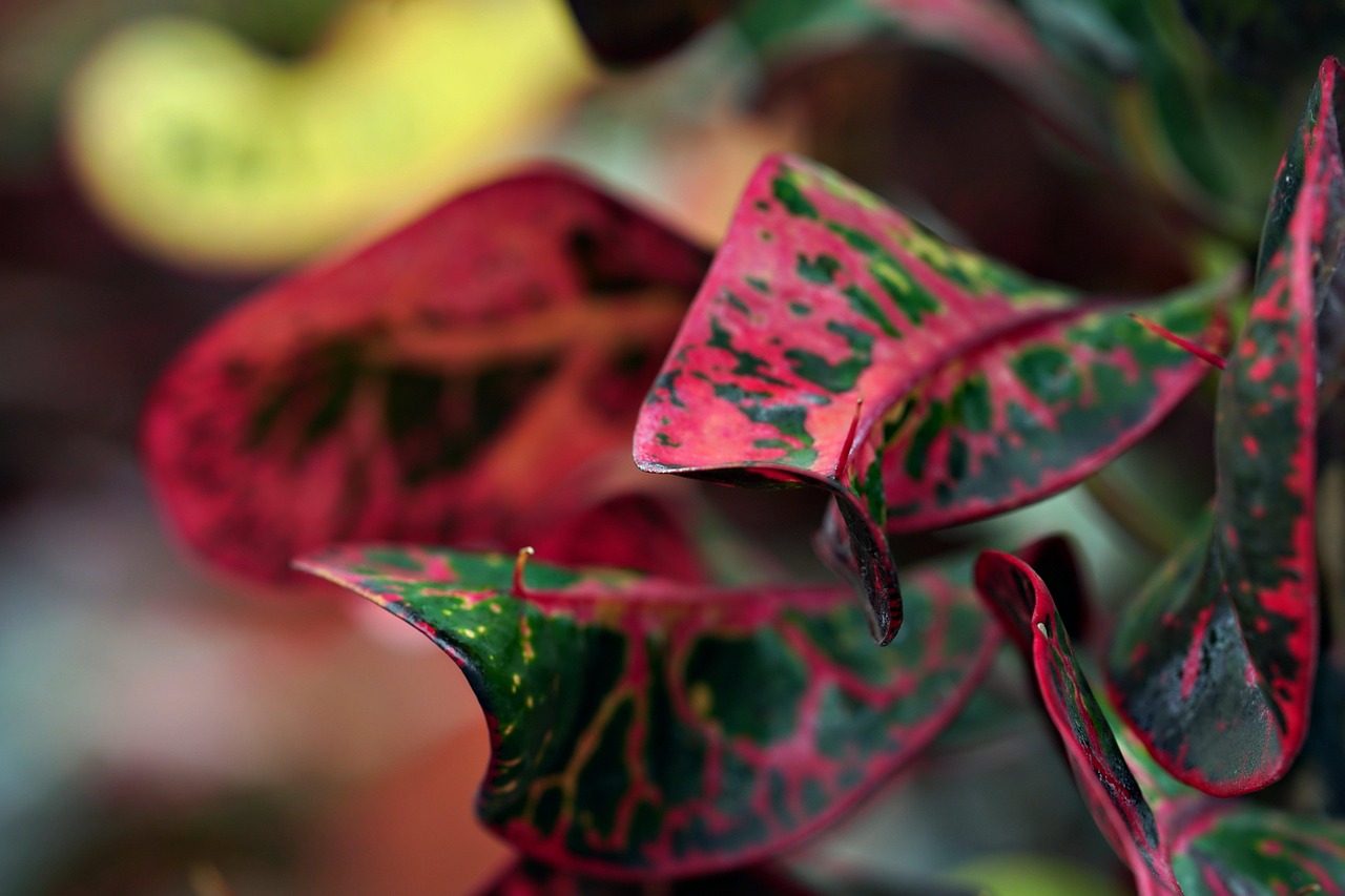70+ Free Croton Bladeren & Croton Images - Pixabay