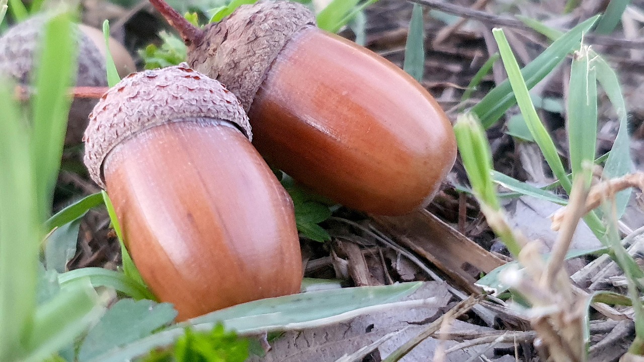 Acorn Glands La Nature - Photo gratuite sur Pixabay - Pixabay