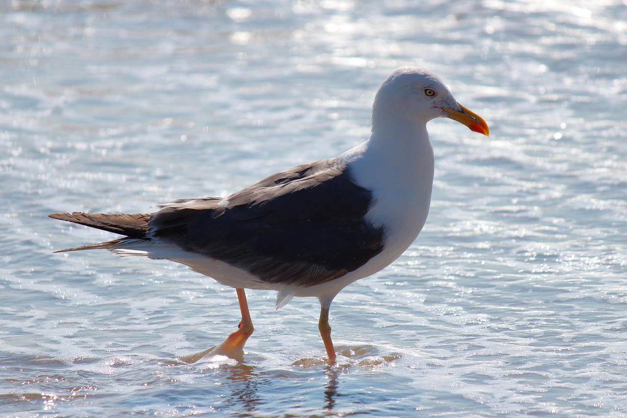 Seagull Bird Animal - Free photo on Pixabay - Pixabay