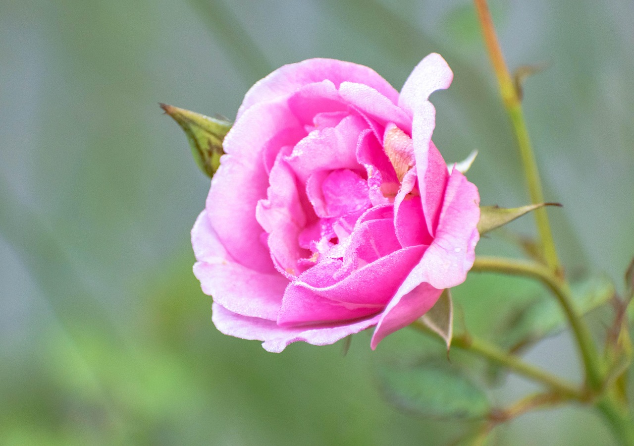 Ruusu Kukka Pinkki - Ilmainen valokuva Pixabayssa