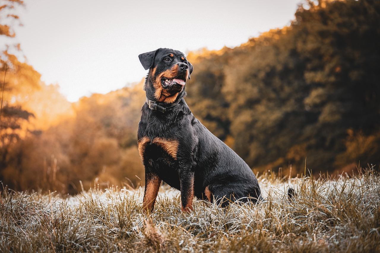100 000 Free Cute Rottweiler Rottweiler Images Pixabay 100 000 Free Cute Rottweiler Rottweiler Images Pixabay