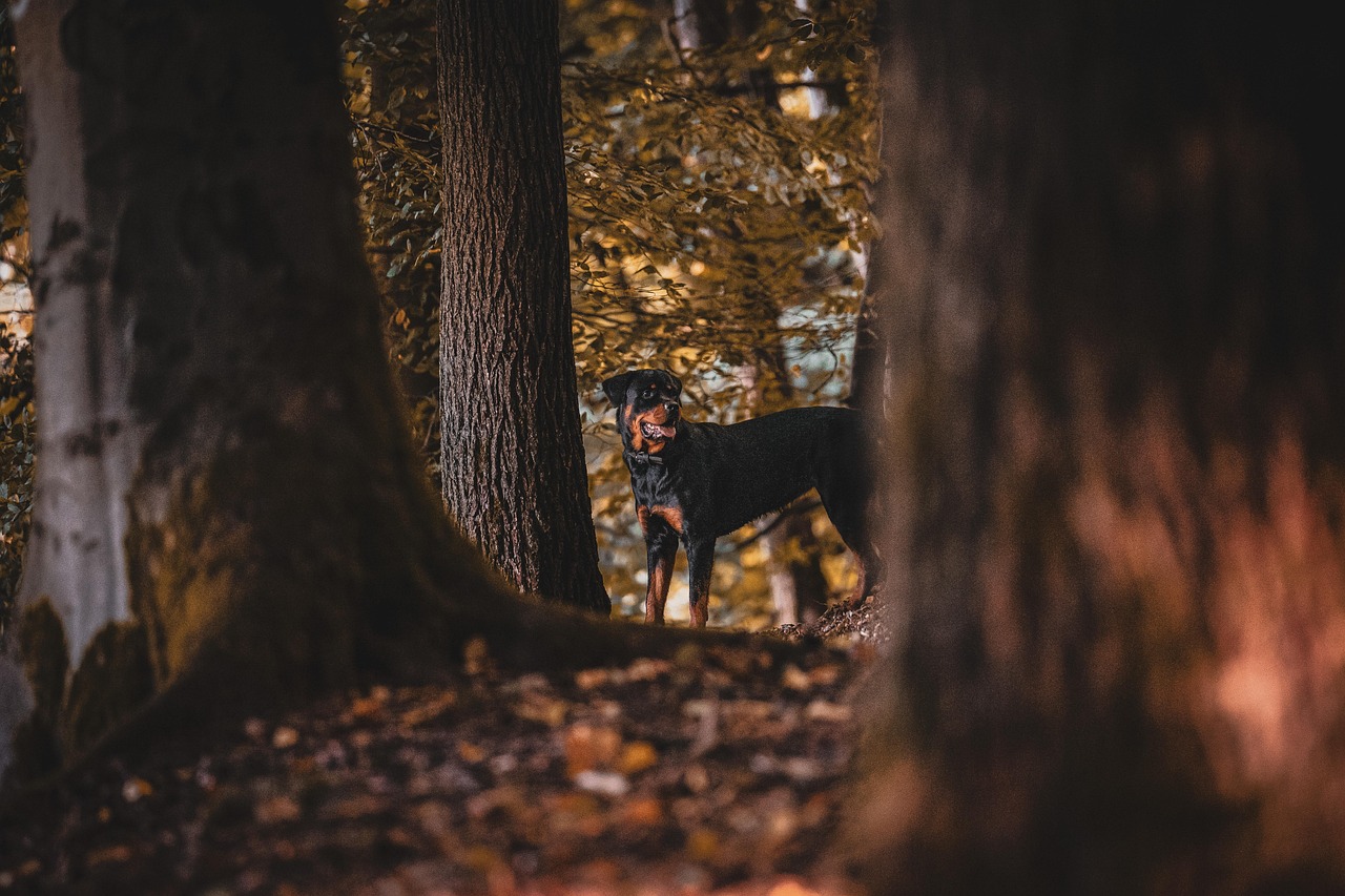 100,000+ Free Cute Rottweiler & Rottweiler Images - Pixabay