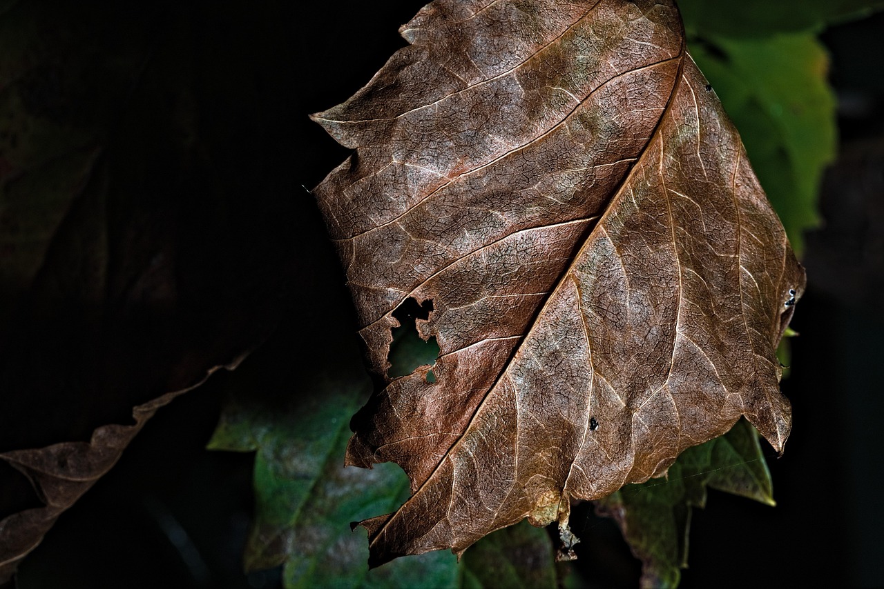 American Vine Dried Leaves Foliage - Free photo on Pixabay