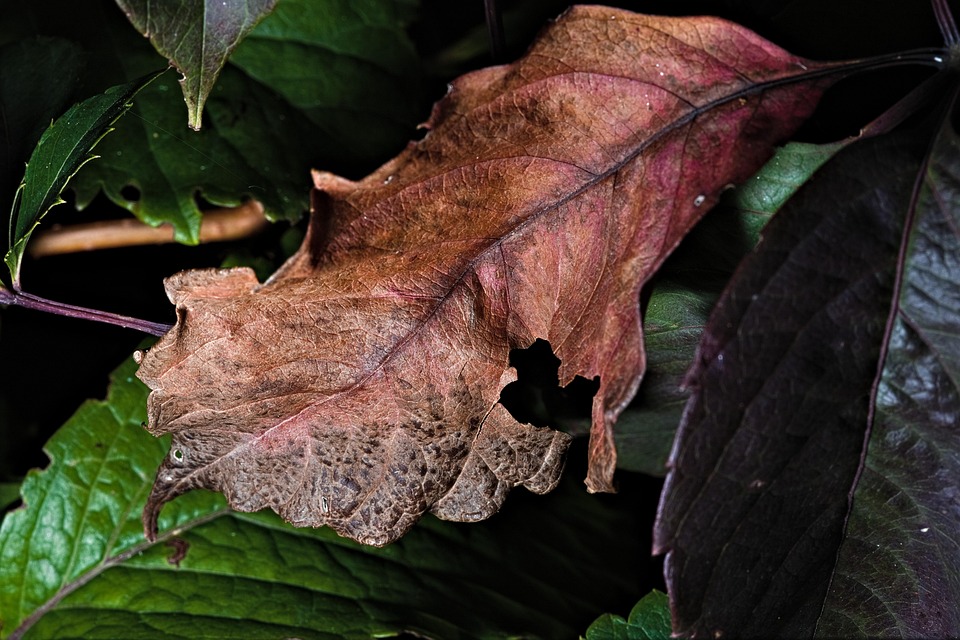 American Vine Dried Leaves Foliage - Free photo on Pixabay - Pixabay